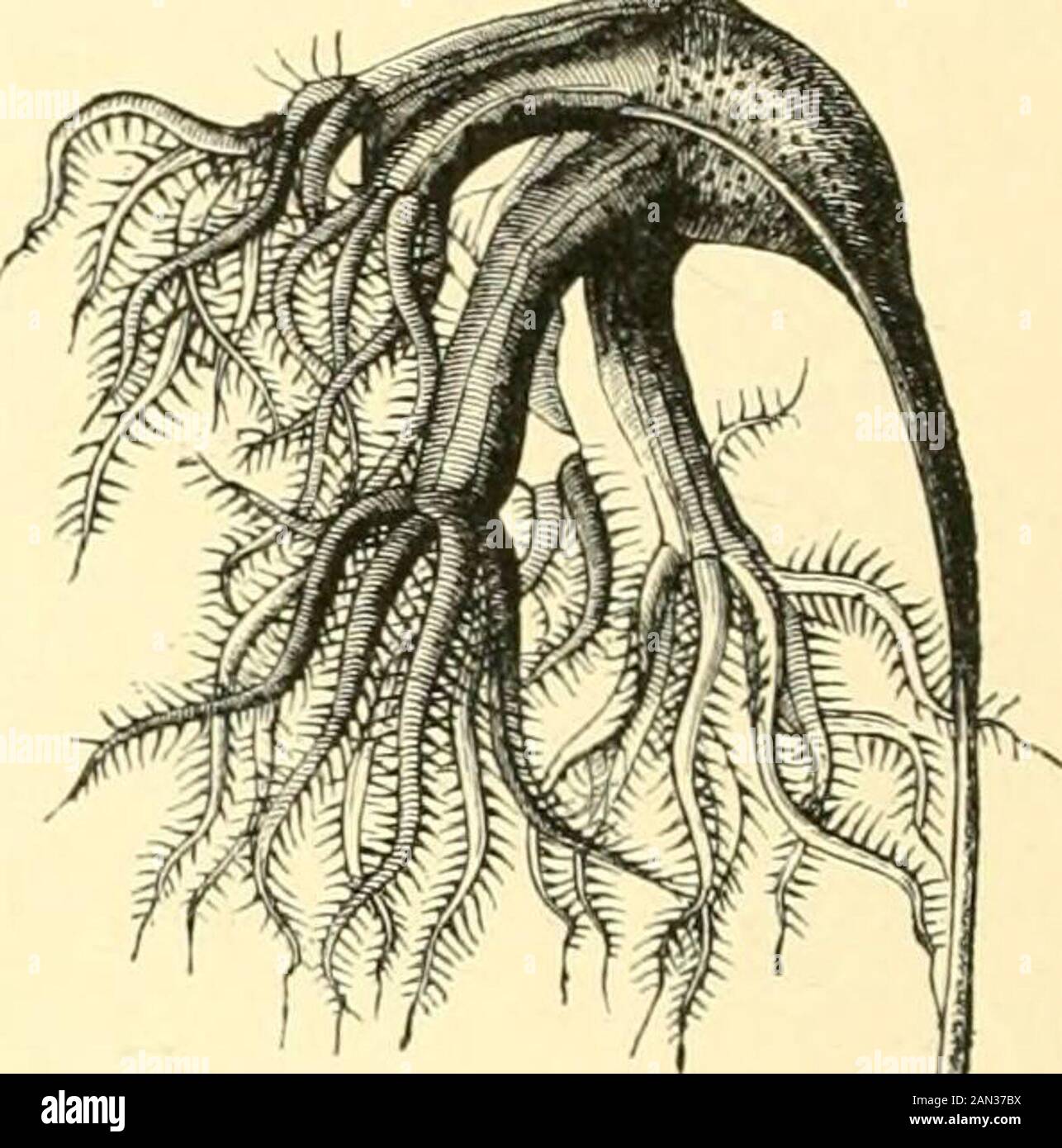 The royal natural history . Umbdhda thomsoni (nat. size Stock Photo - Alamy