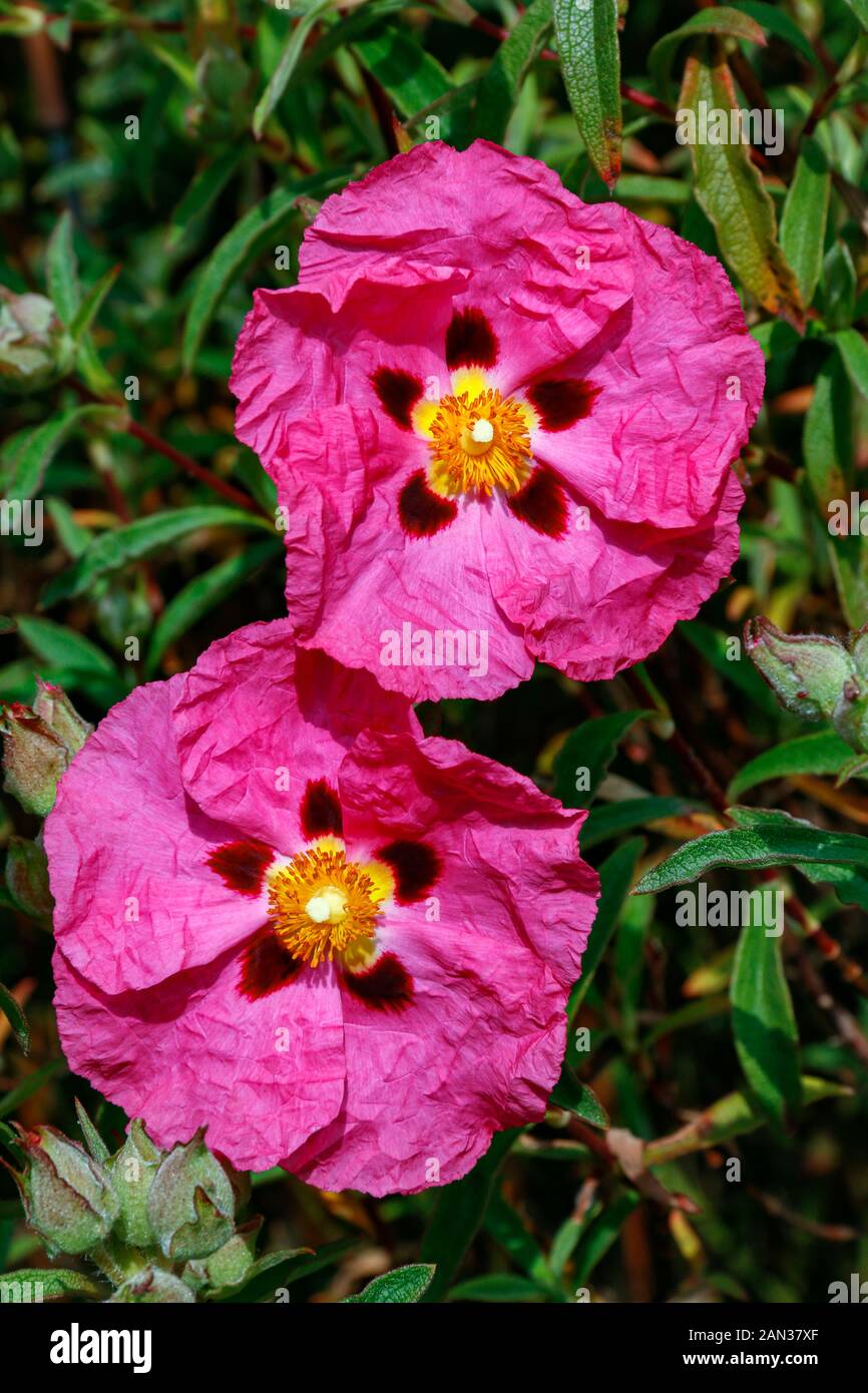 Cistus purpureus hi-res stock photography and images - Alamy