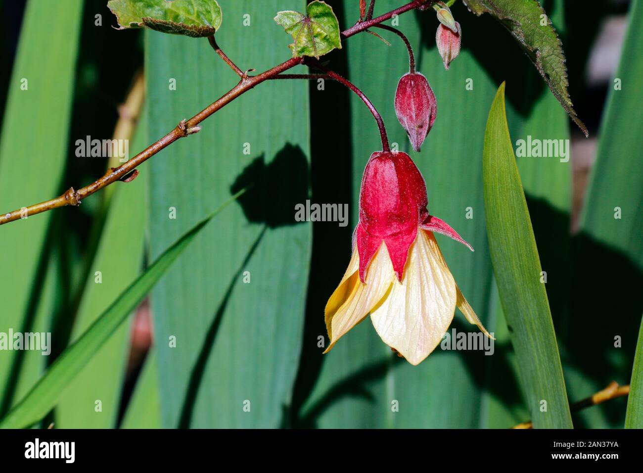 Close up of single red and orange flower of Abutilon 'Cynthia Pike ...