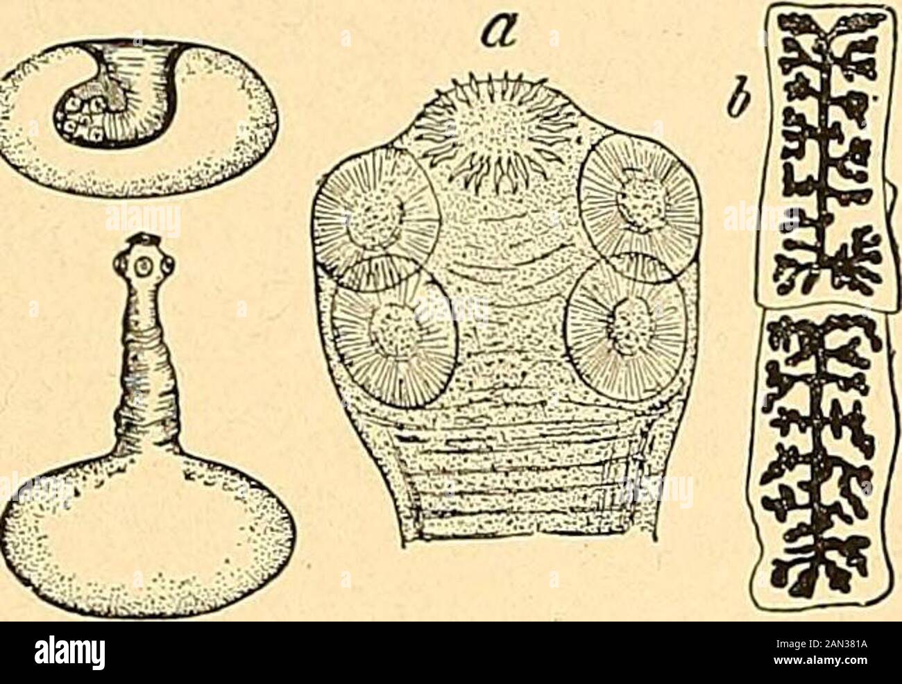 Fish tapeworm hi-res stock photography and images - Alamy