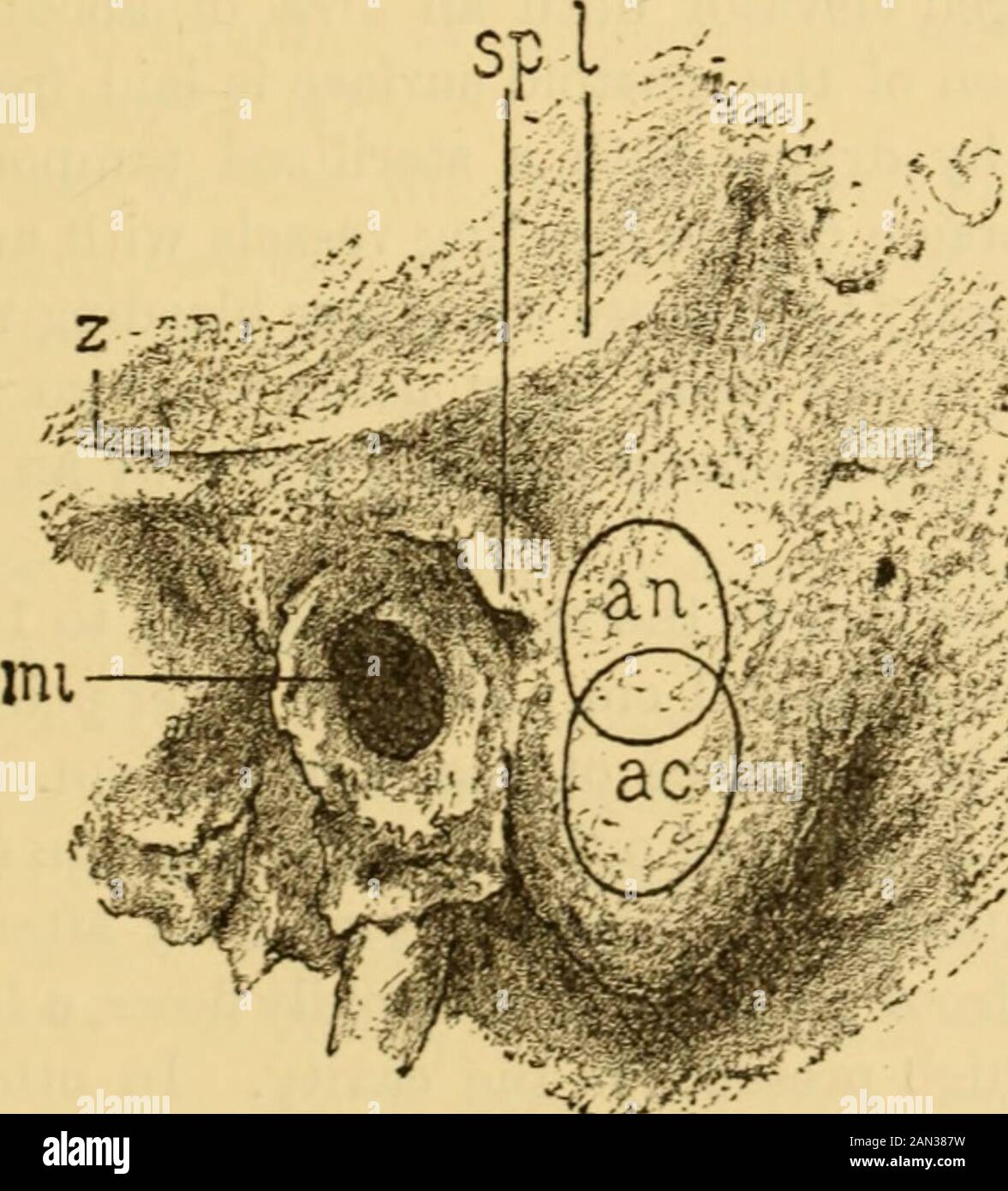 A text-book of the diseases of the ear and adjacent organs . n who is ...