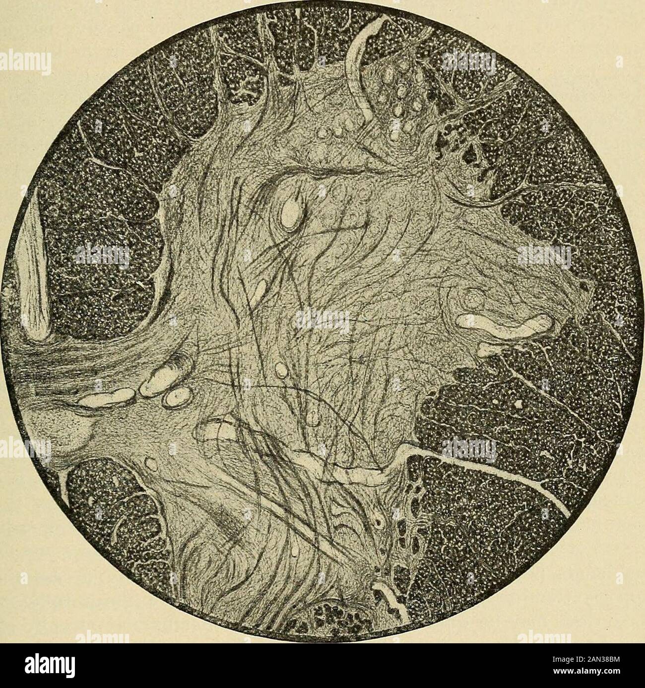 Organic and functional nervous diseases; a text-book of neurology . the ...