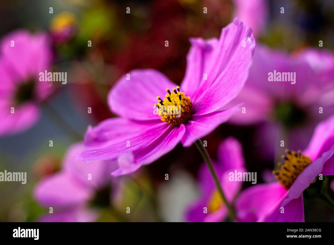 A close up portrait of a violet cosmos flower, the flower has pruple ...
