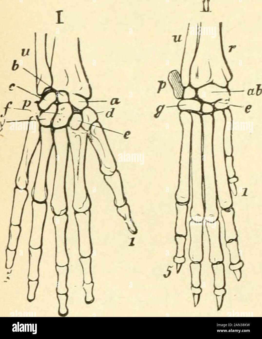 Evolution of man from ape hi-res stock photography and images - Alamy