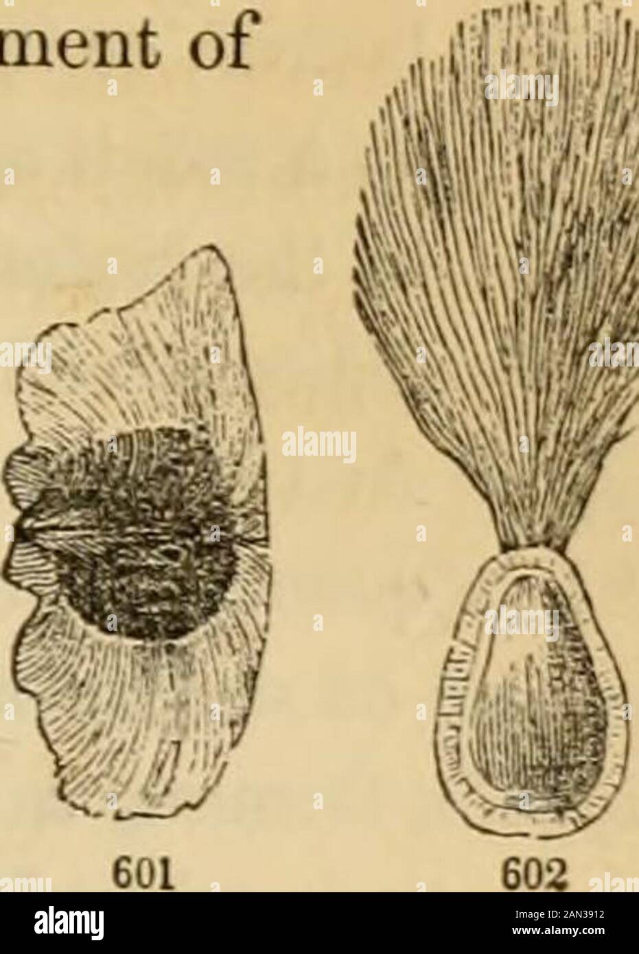 Introduction to structural and systematic botany, and vegetable ...