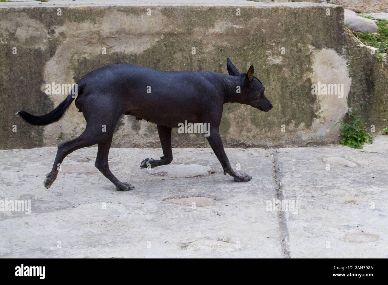 Chiribaya shepherd hi-res stock photography and images - Alamy