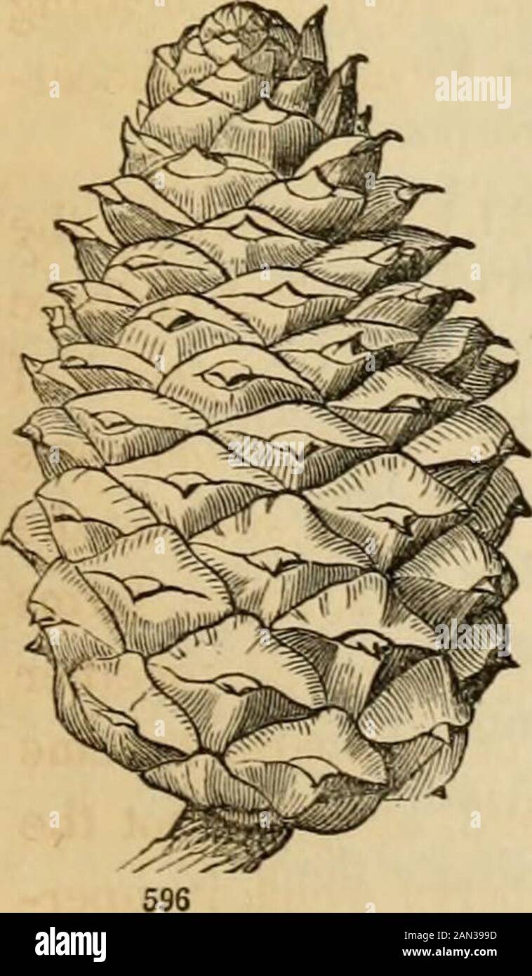 Introduction to structural and systematic botany, and vegetable ...