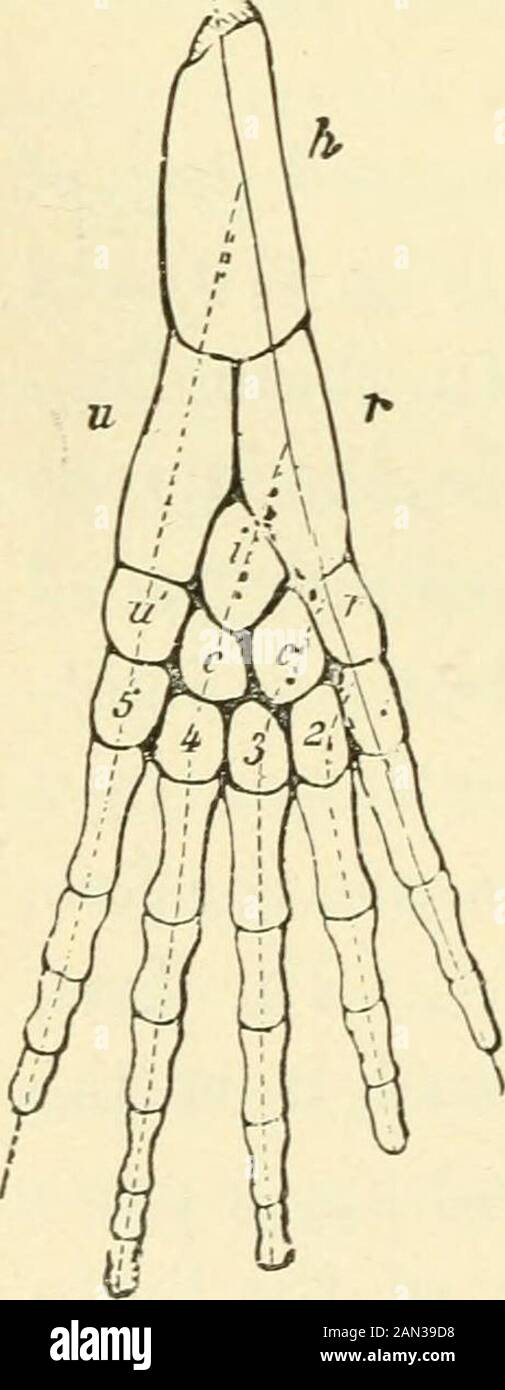 The evolution of man: a popular exposition of the principal points of ...