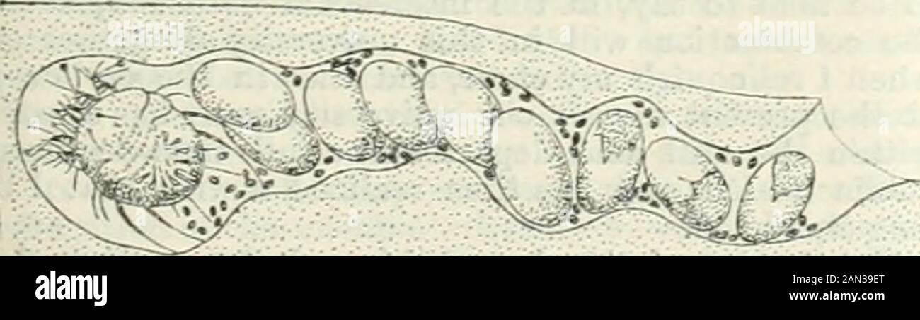 British medical journal . Fjg. 4.—One of the legs of Sarcoplcs ^enliei ...