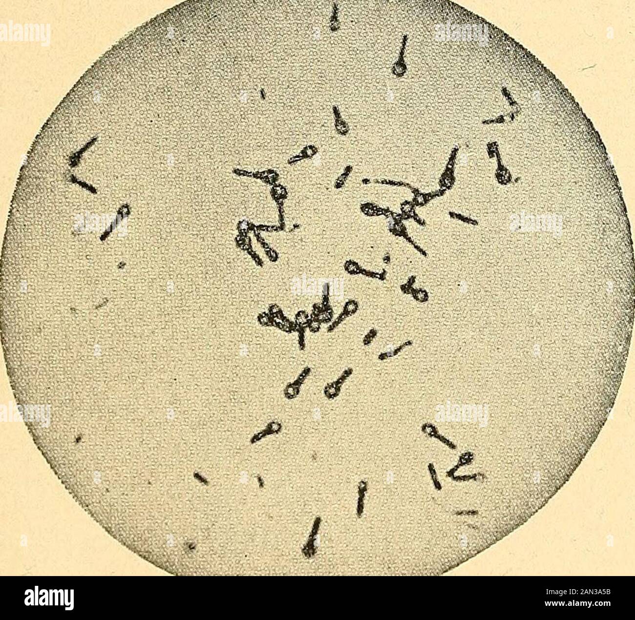 Neonatorum hi-res stock photography and images - Alamy