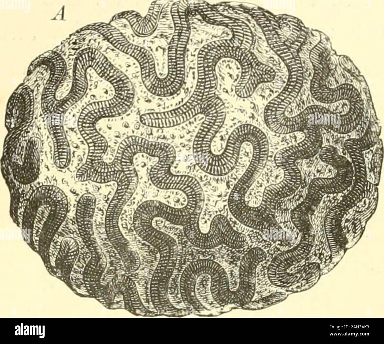 Brain Coral Illustration