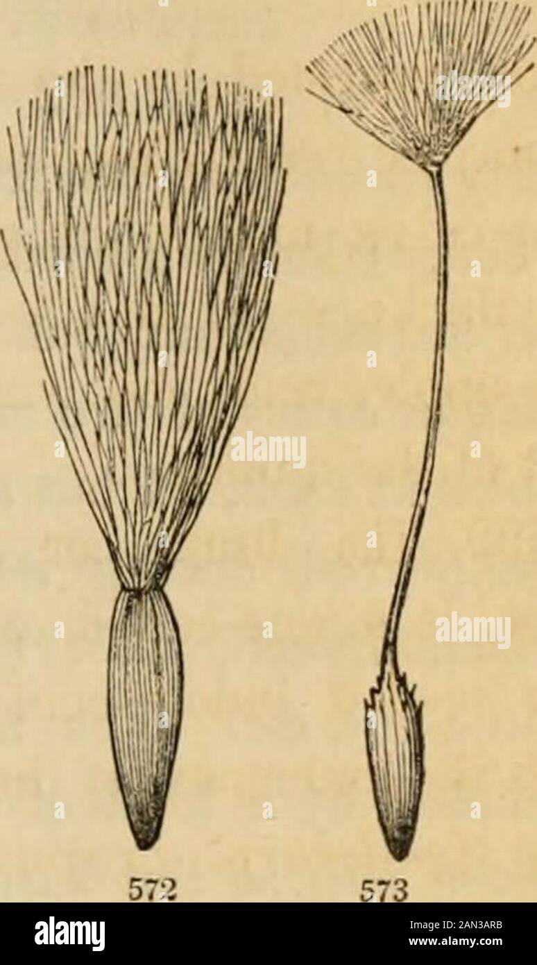 Introduction to structural and systematic botany, and vegetable ...