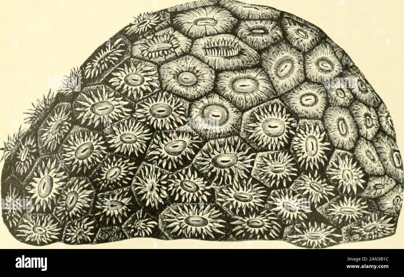 Coral Polyp Drawing