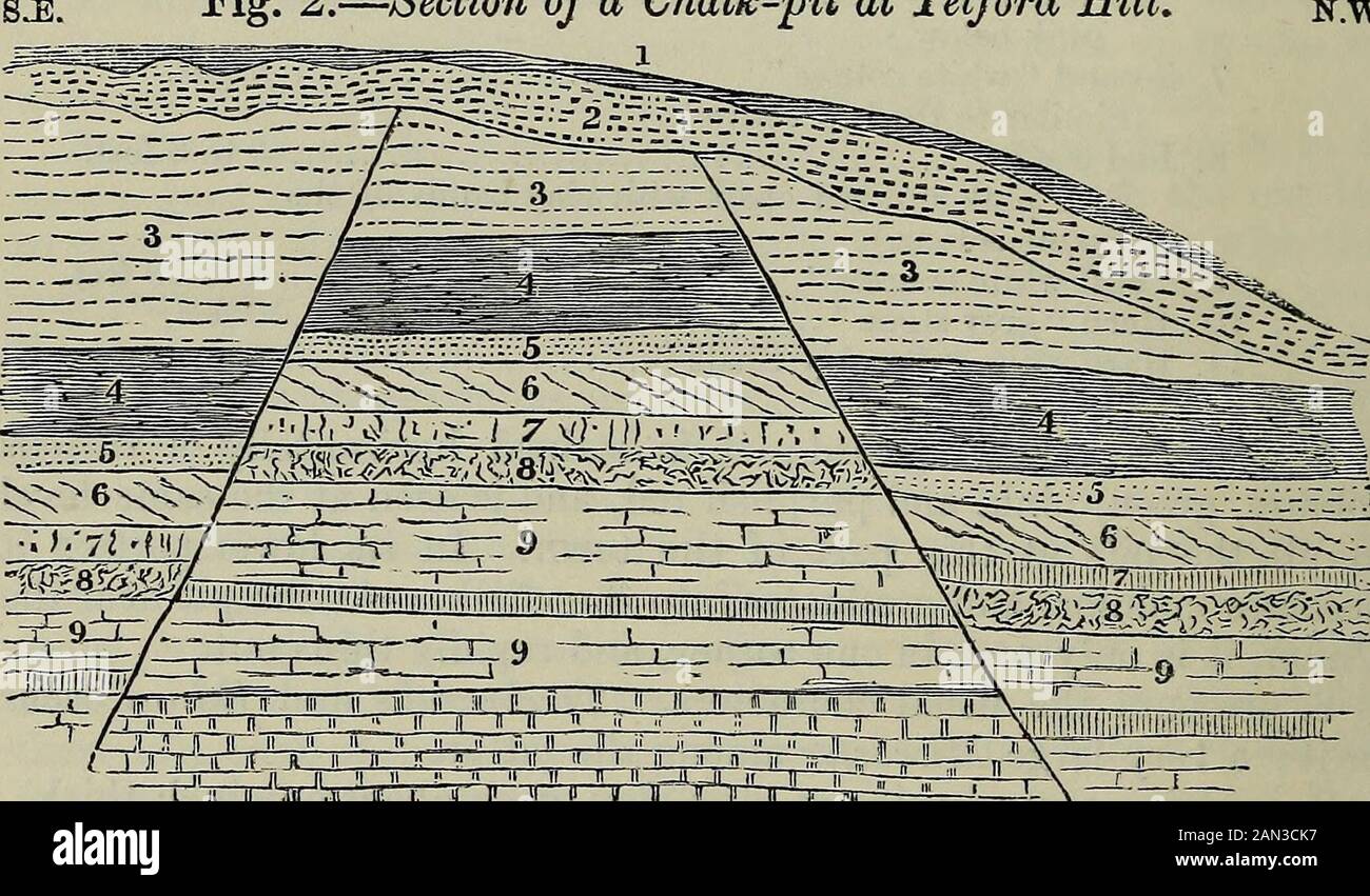 Exogyra hi-res stock photography and images - Alamy