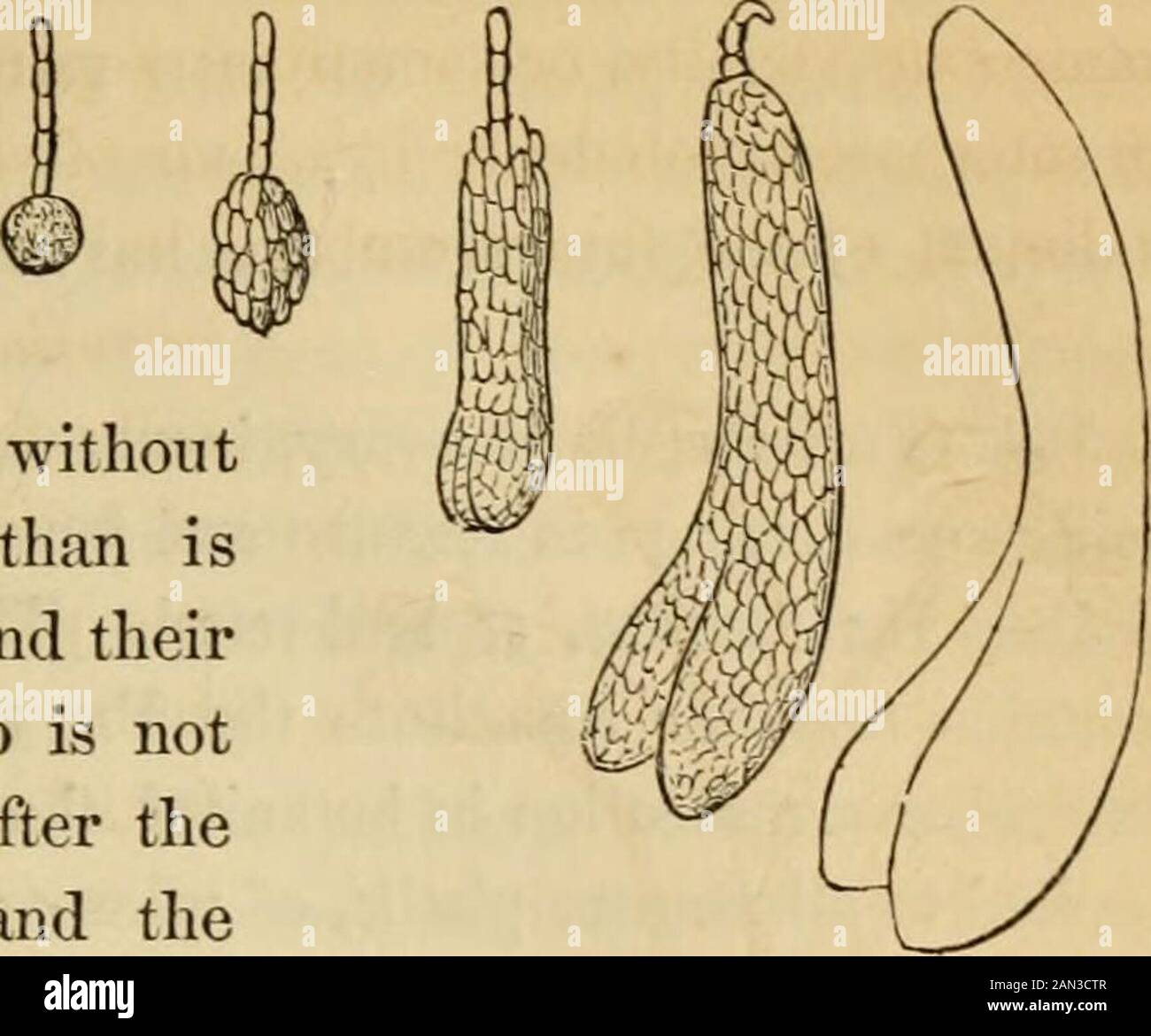 Introduction to structural and systematic botany, and vegetable ...
