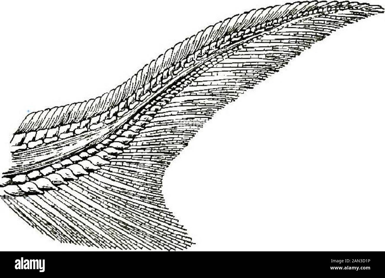 Higher dorsal Cut Out Stock Images & Pictures - Alamy