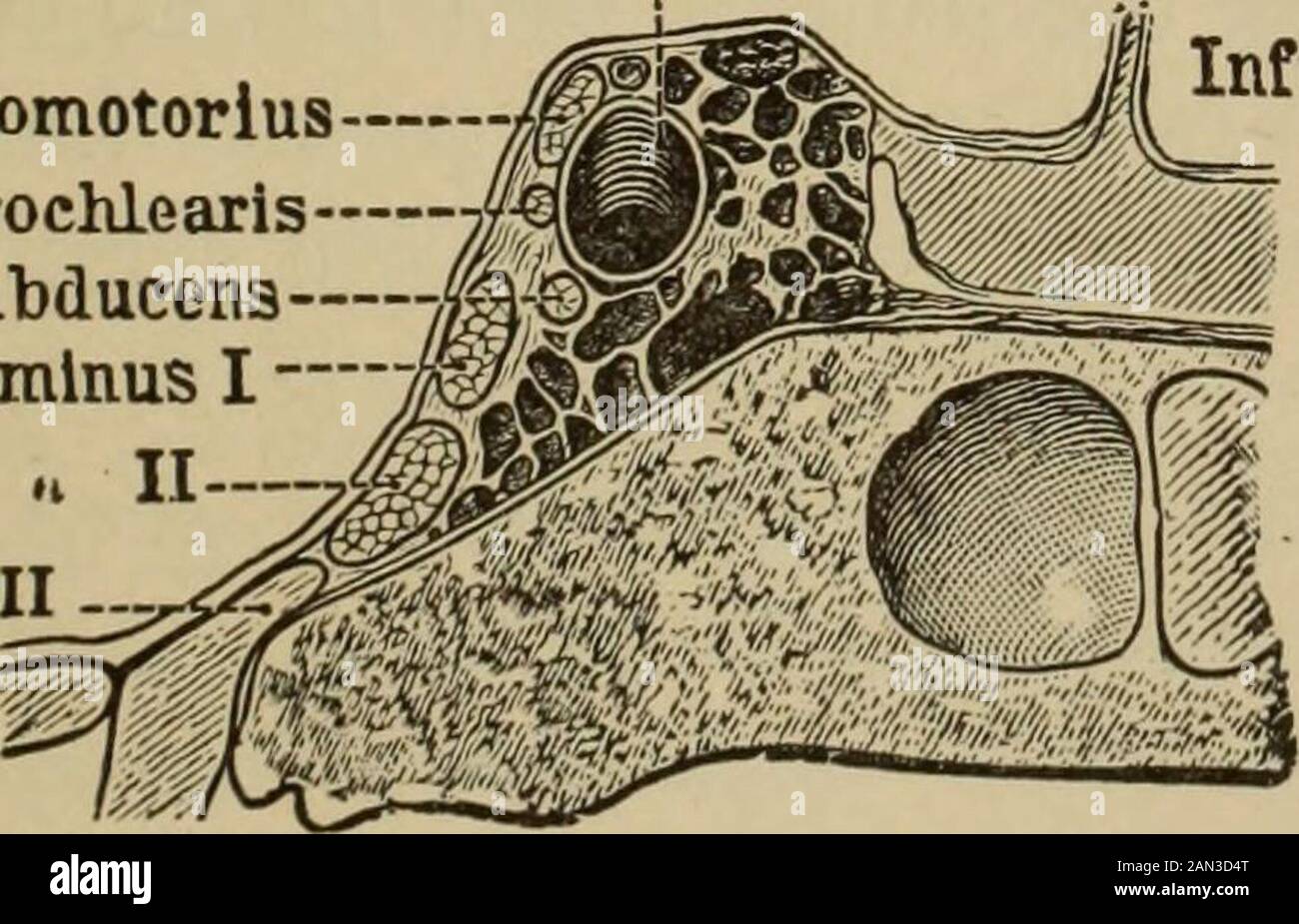 Gyrus_rectus hi-res stock photography and images - Alamy