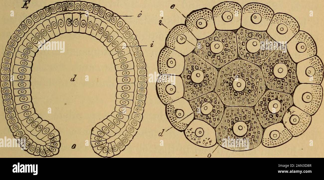 The evolution of man: a popular exposition of the principal points of ...