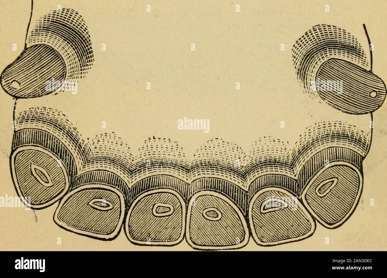 The age of horses by their teeth, and the measurement of the King of ...
