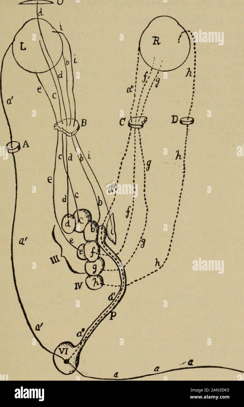 Posterior tubercles hi-res stock photography and images - Alamy