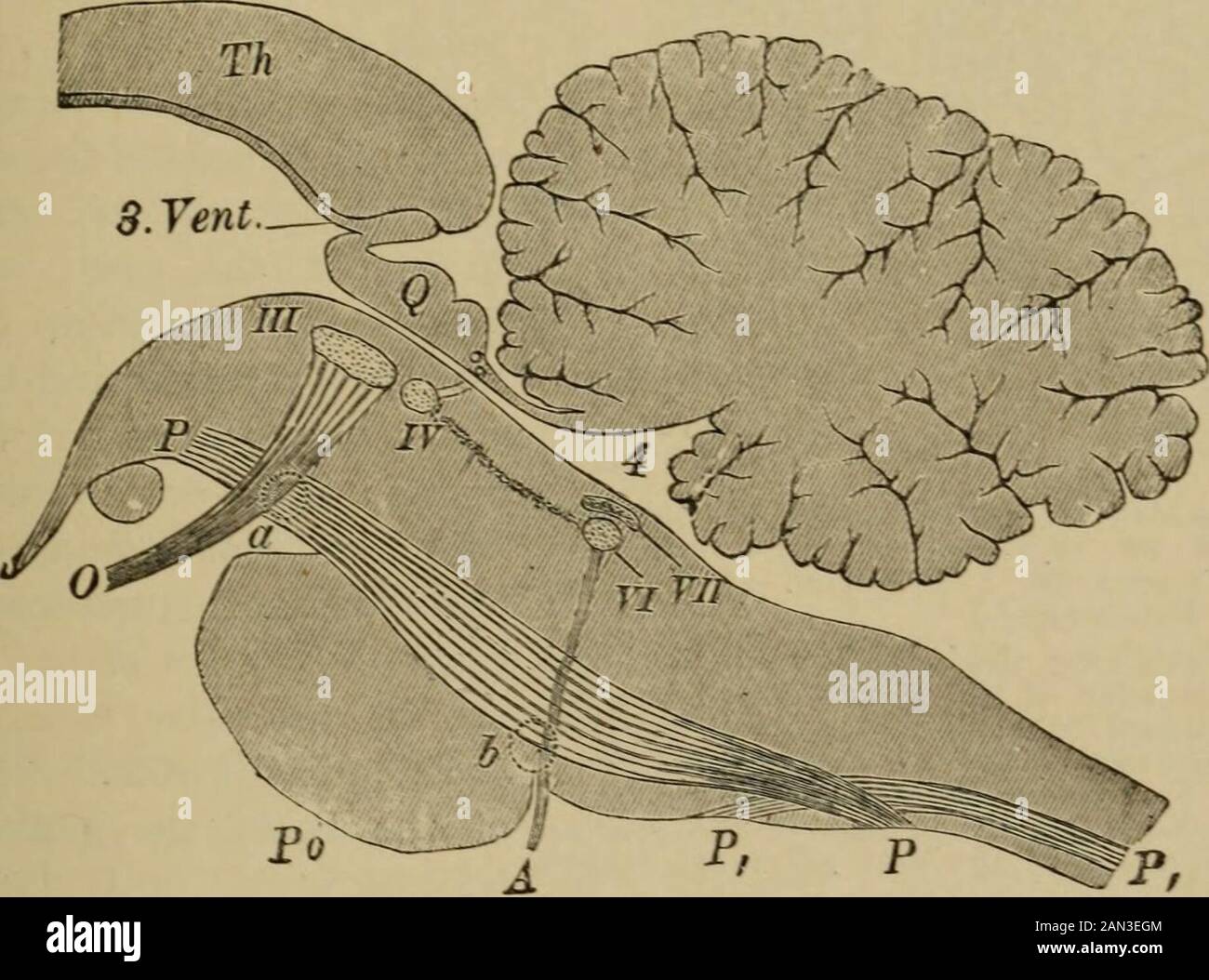 Text-book of ophthalmology . rectus, the trochlear nerve for the ...