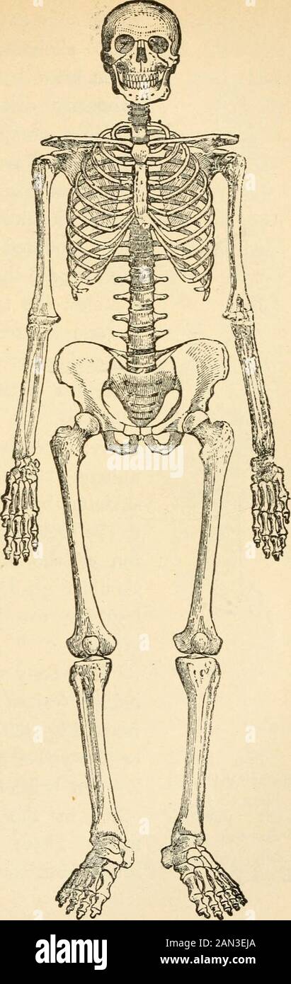The evolution of man: a popular exposition of the principal points of ...