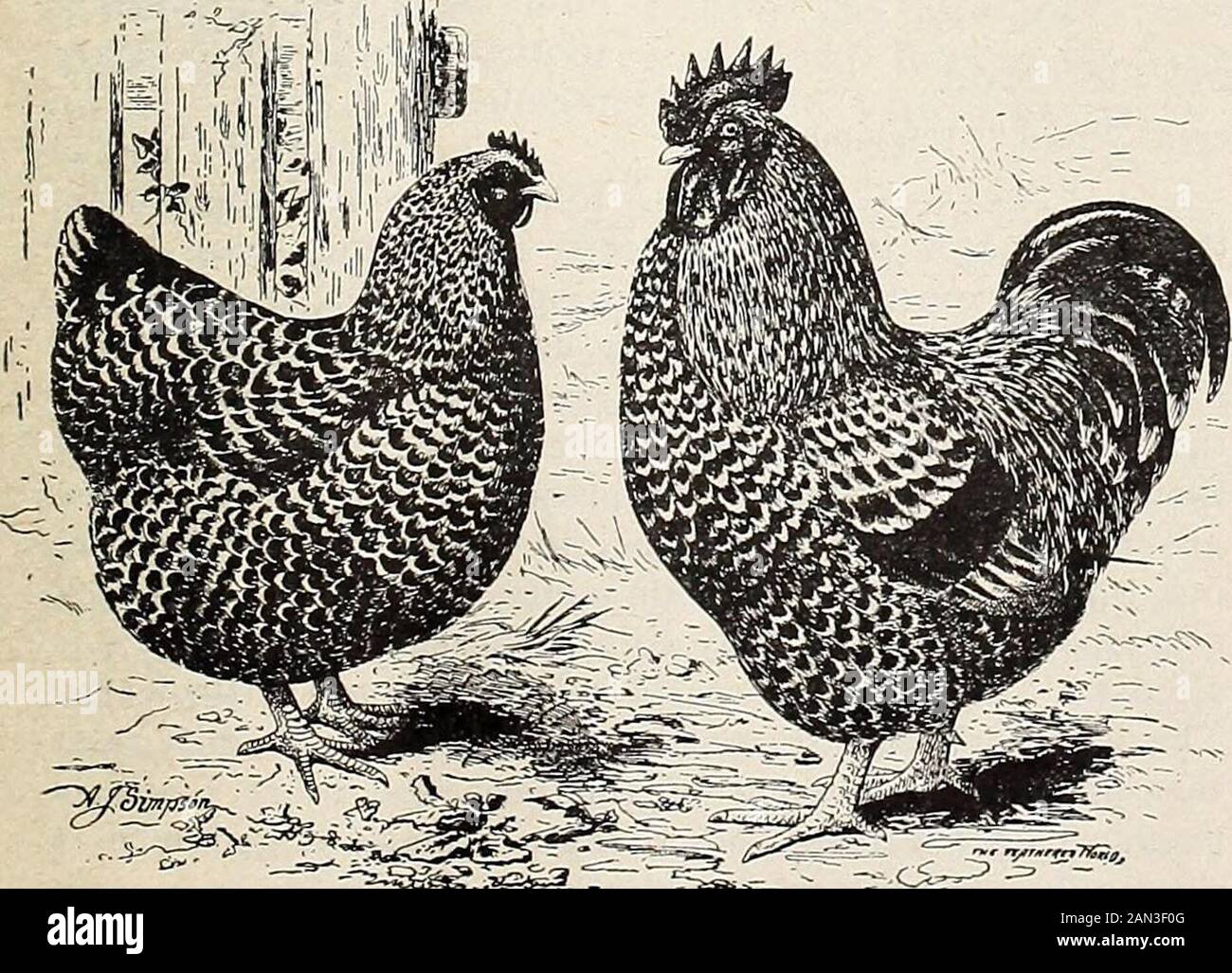 Standard-bred Orpingtons, black, buff and white, their practical ...