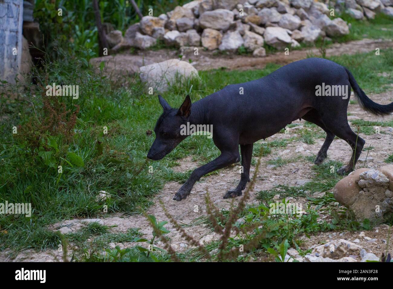 Chiribaya shepherd hi-res stock photography and images - Alamy