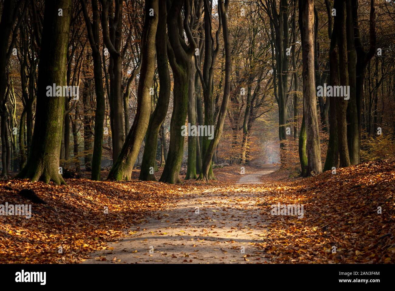 Long straight sandy track through mixed woodland Stock Photo - Alamy