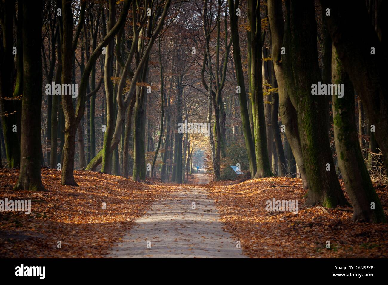 Long straight sandy track through mixed woodland Stock Photo - Alamy