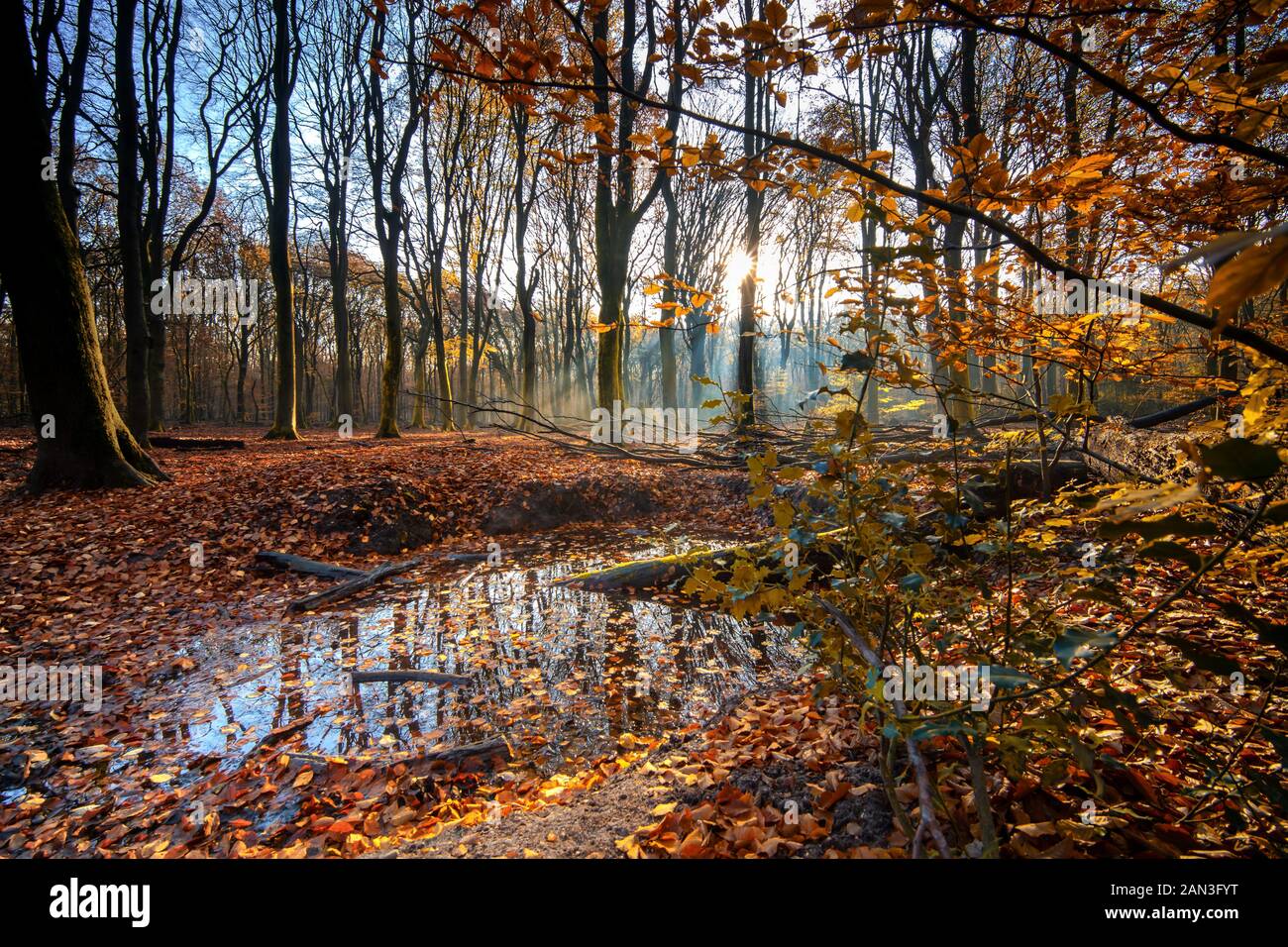 Puddle with rain water along the side of the forest road during fall at ...
