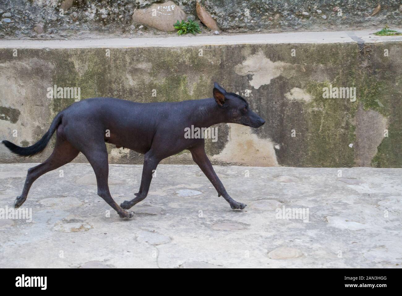 Chiribaya dog hi-res stock photography and images - Alamy