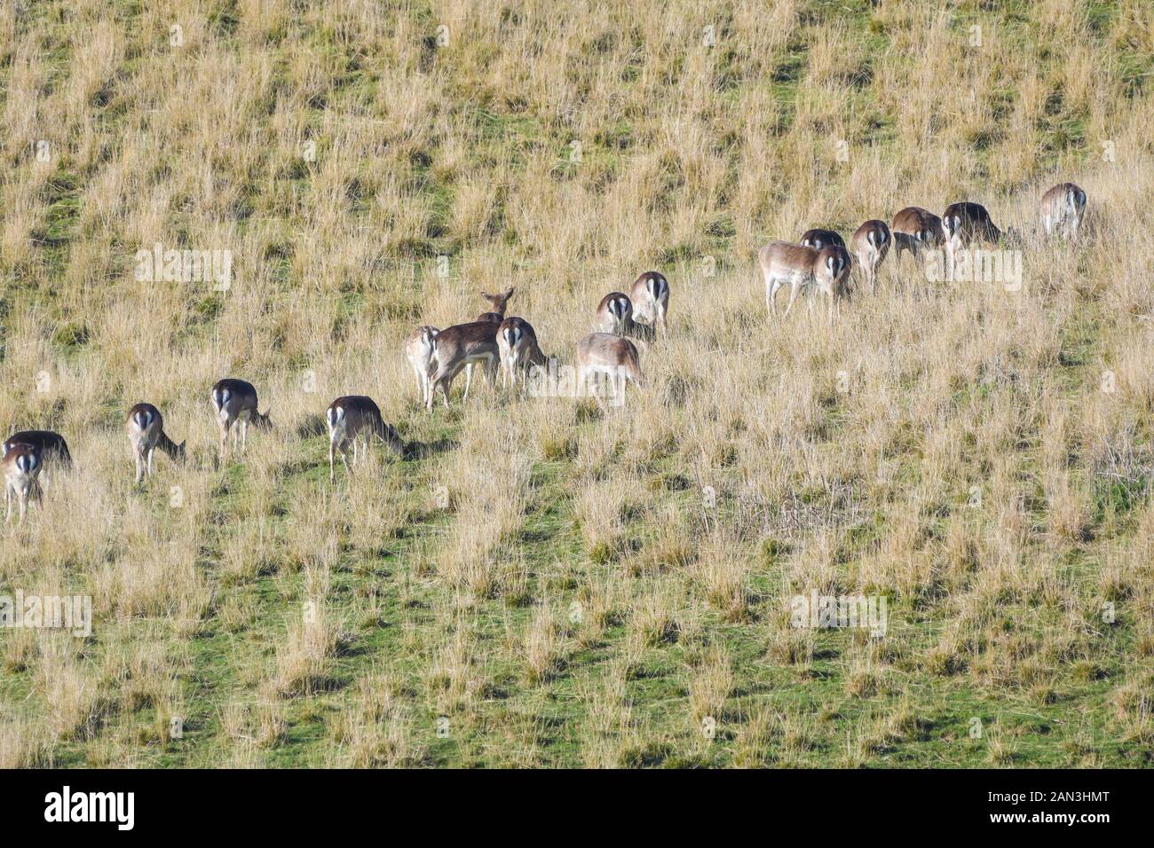 Flock of deer hi-res stock photography and images - Alamy