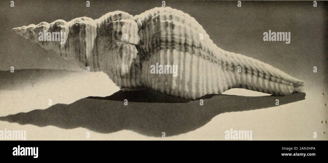 General guide to the exhibition halls of the American Museum of Natural ...