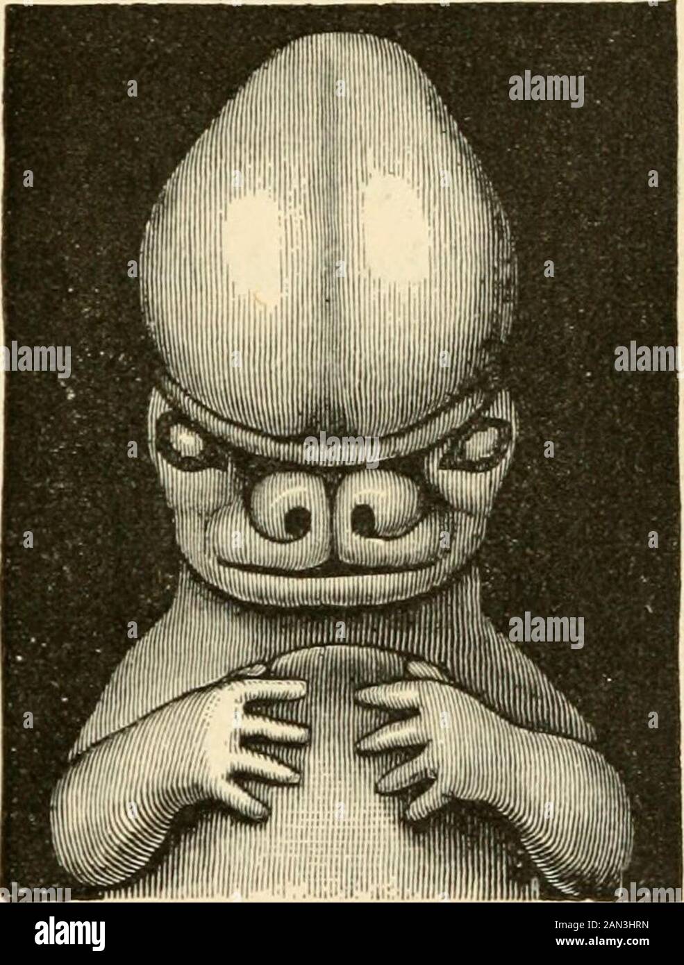 Haeckel embryo hi-res stock photography and images - Alamy