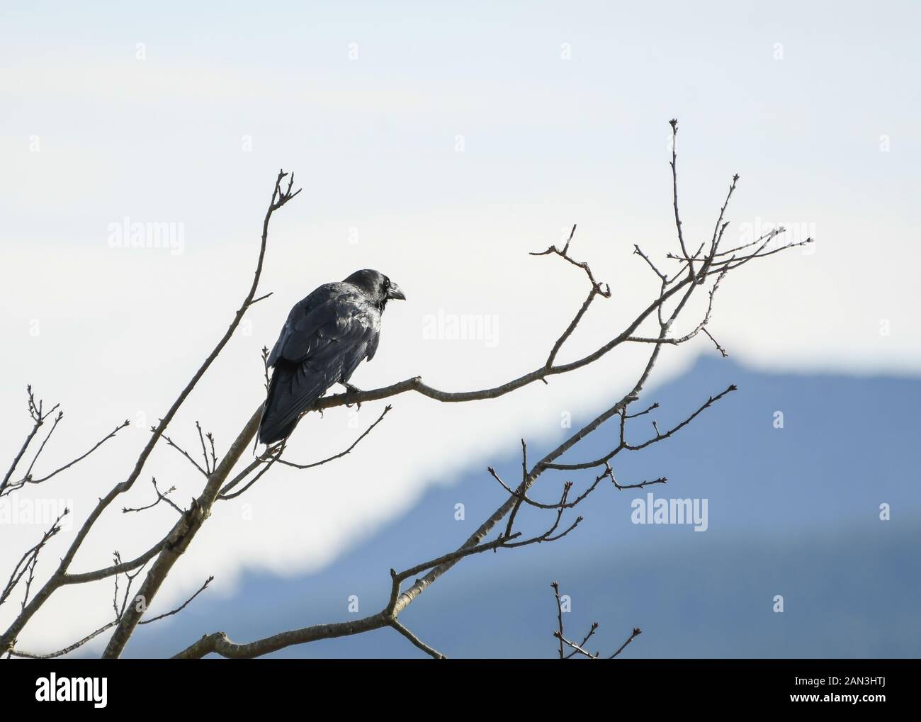 Crow perched on a tree branch Stock Photo - Alamy