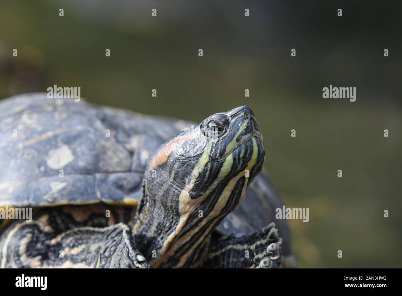 Tortuga florida hi-res stock photography and images - Alamy