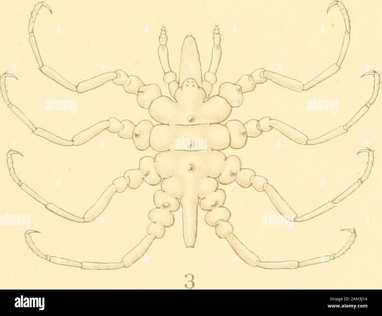 Pycnogonida hi-res stock photography and images - Alamy