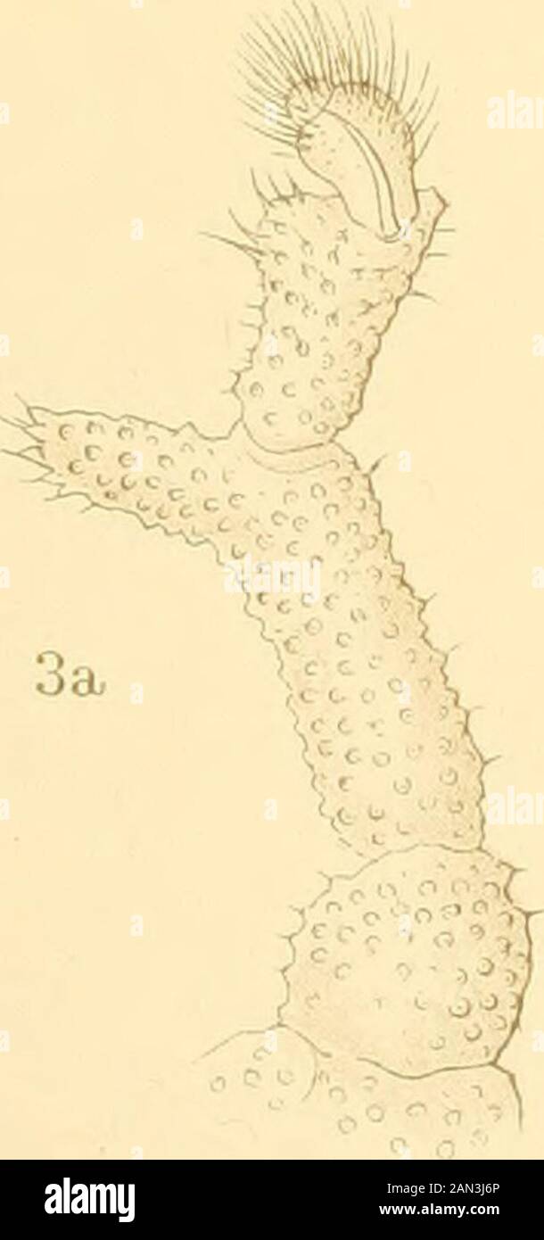 Pycnogonida hi-res stock photography and images - Alamy