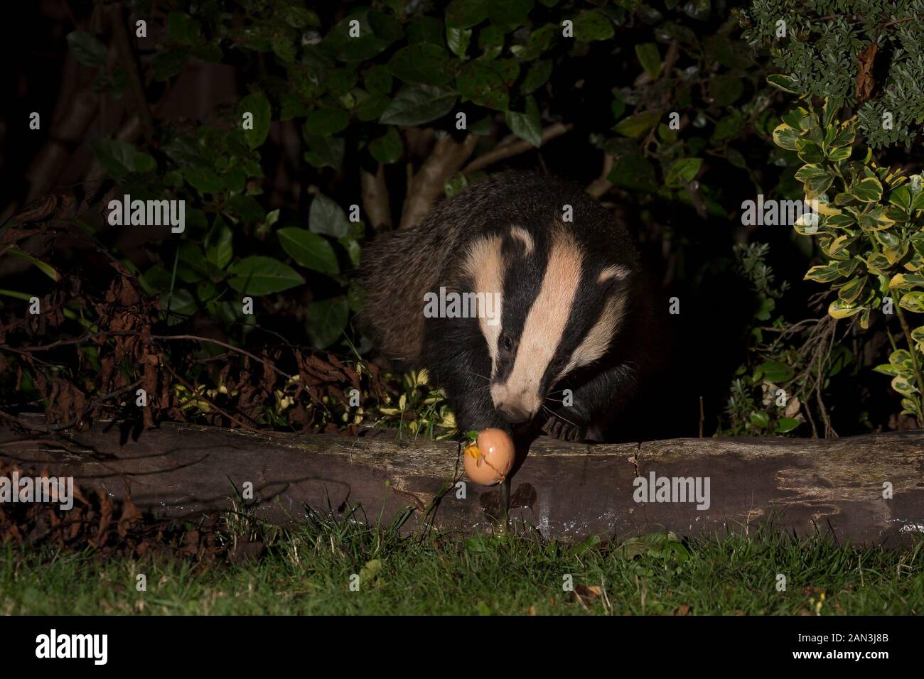 Close up of wild, hungry urban British badger (Meles meles) isolated in ...