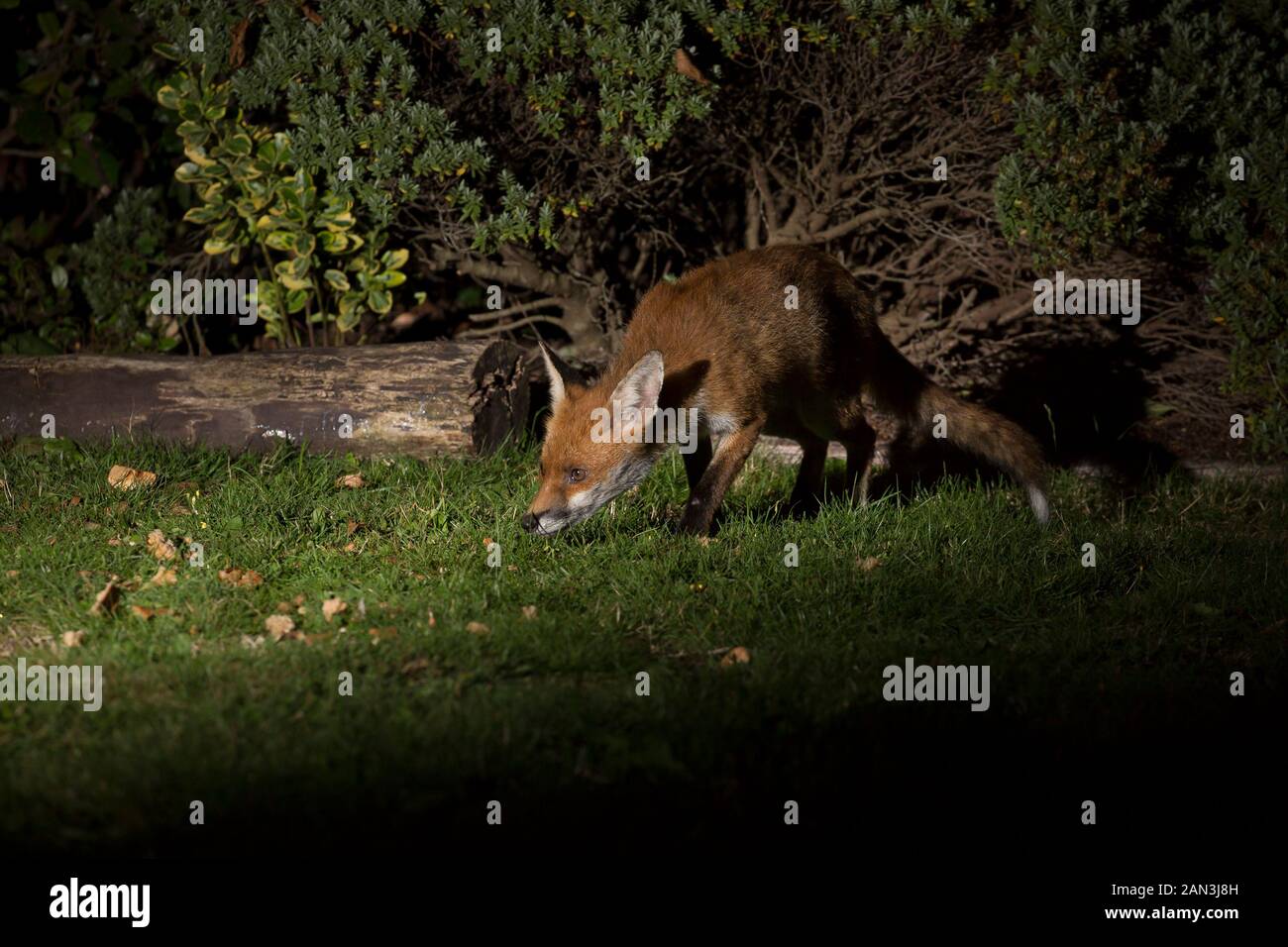 Urban UK red fox (Vulpes vulpes) isolated in the dark in garden at ...