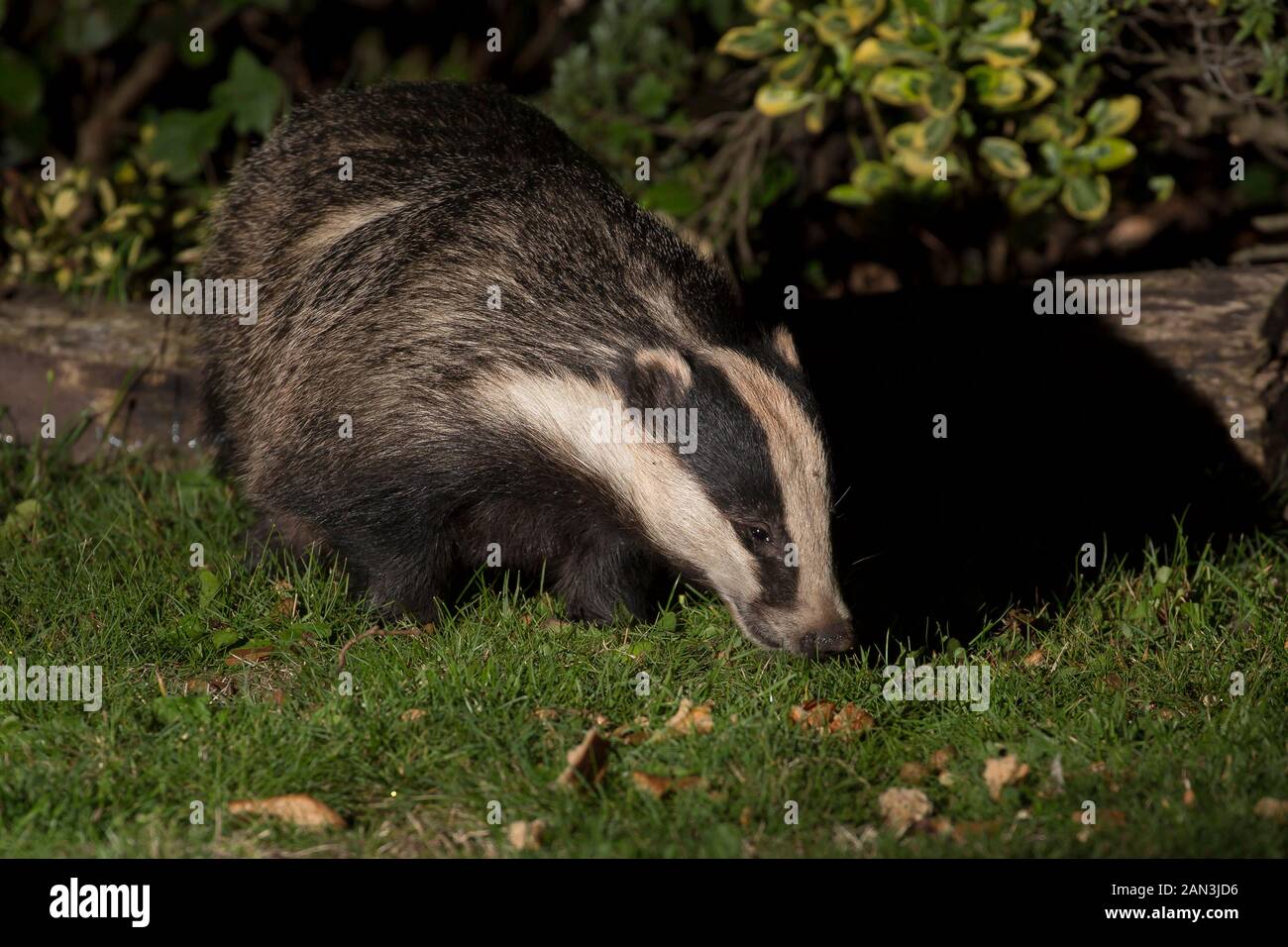 British badger hi-res stock photography and images - Alamy