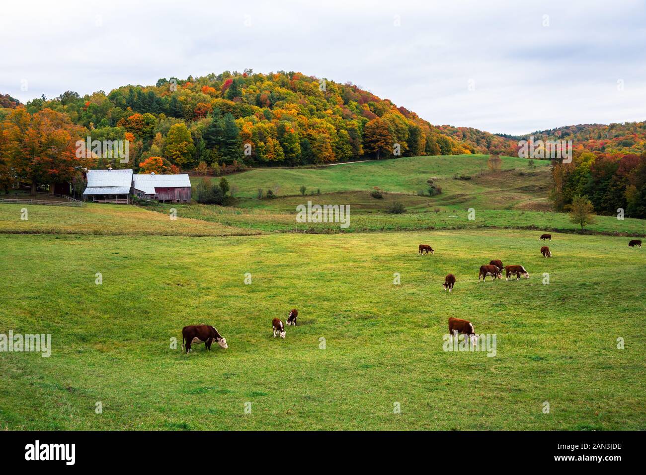 Cattle grazing in a field with farm buildings at the foot of colorful ...