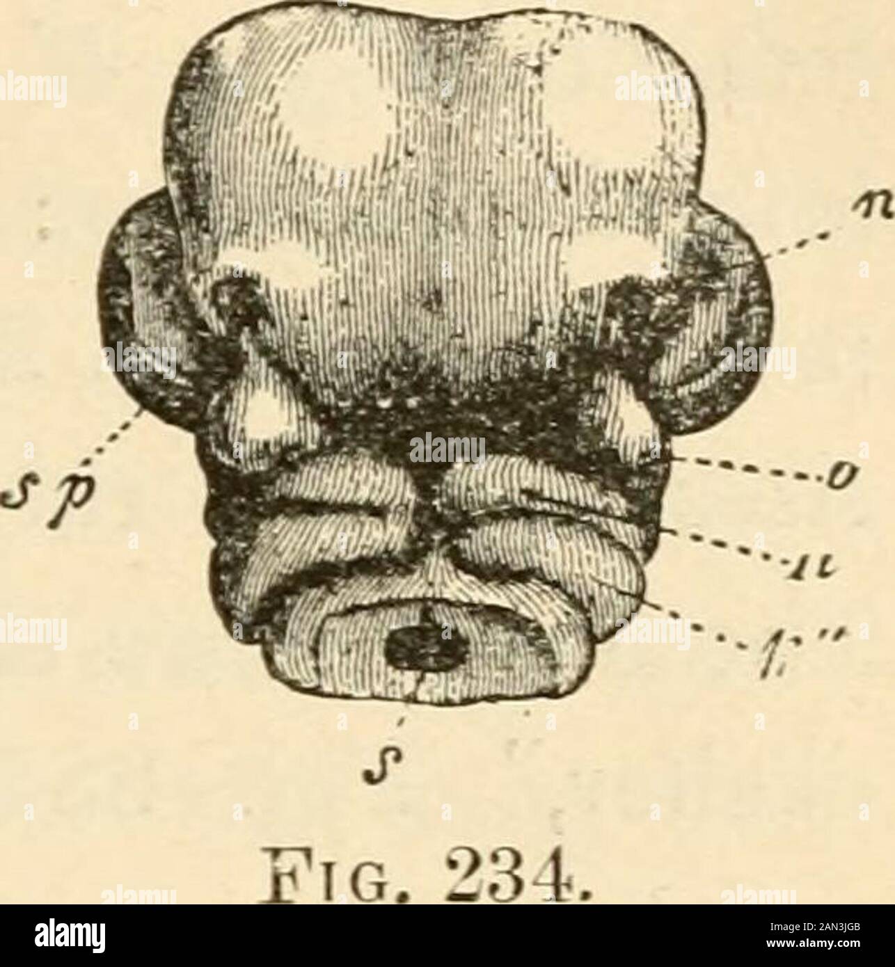 The evolution of man: a popular exposition of the principal points of ...