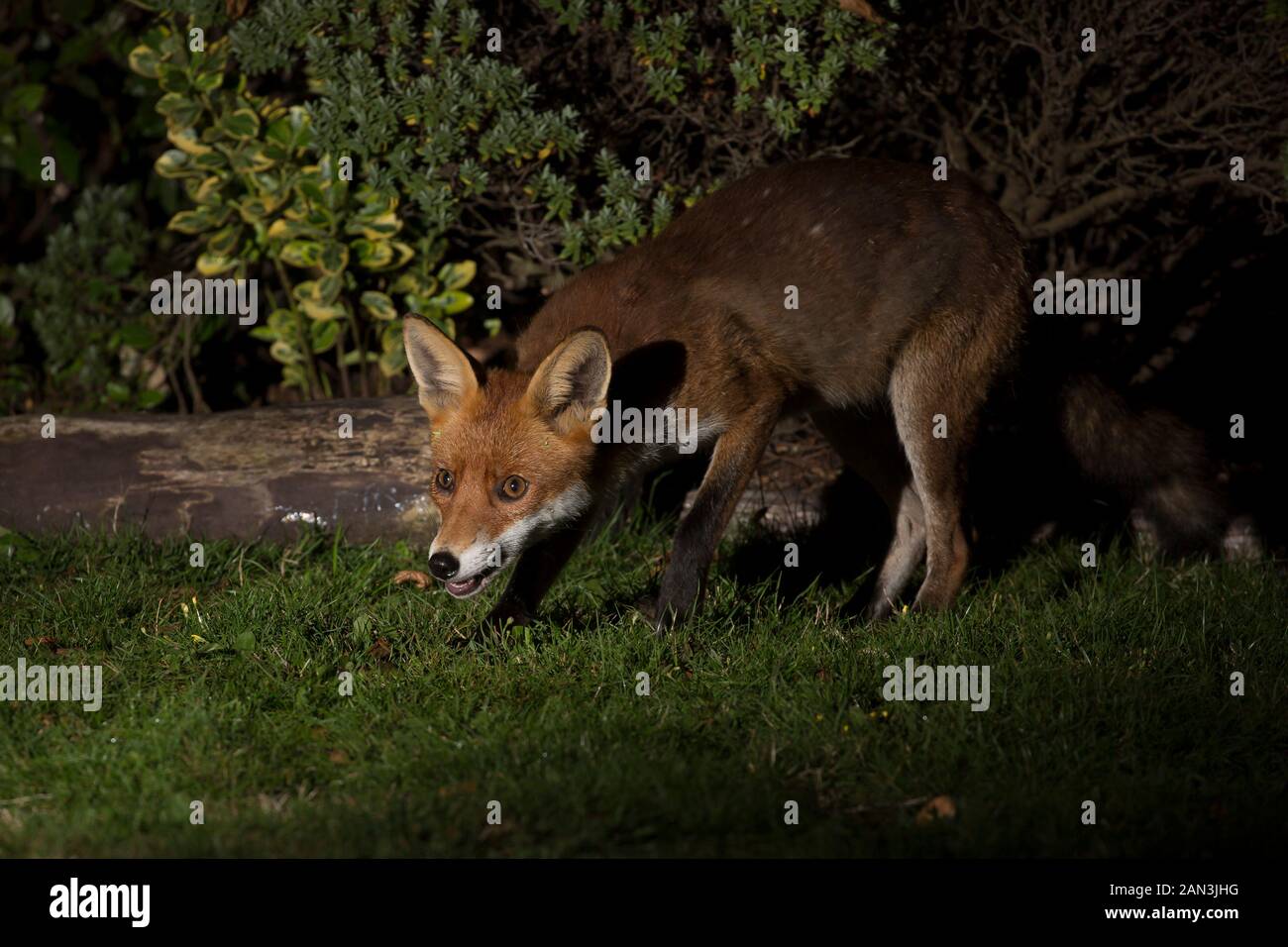 Urban red fox (Vulpes vulpes) isolated in the dark in UK garden at ...