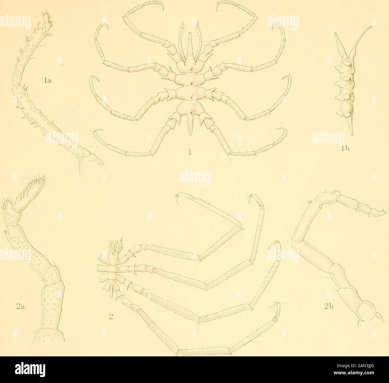 Pycnogonida hi-res stock photography and images - Alamy