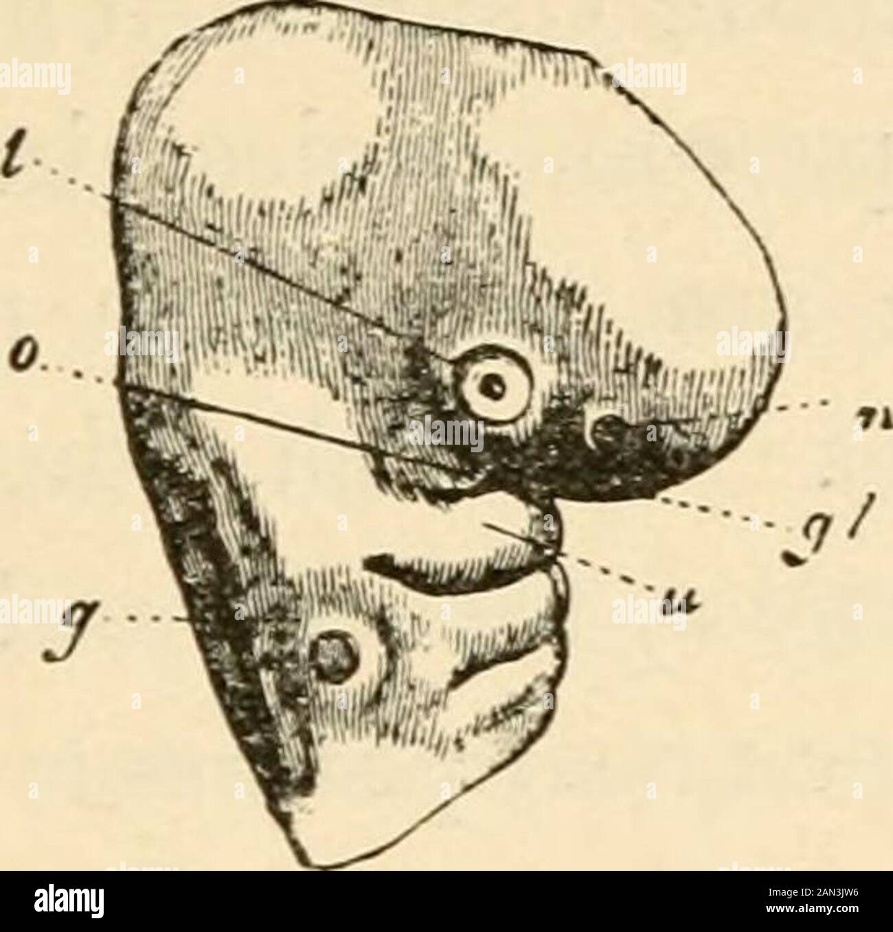 The evolution of man: a popular exposition of the principal points of ...