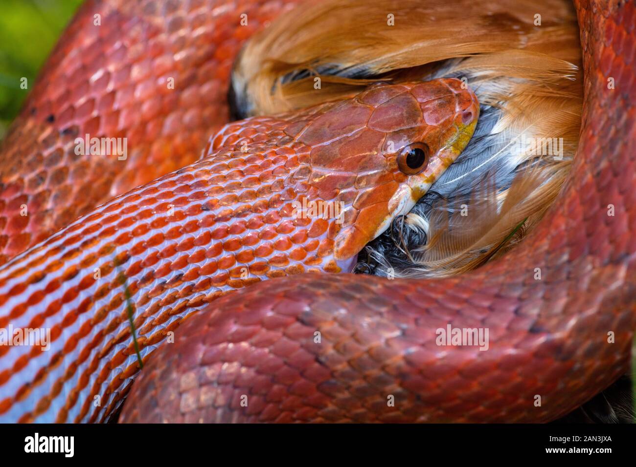 Corn snake, Pantherophis guttatus, attempting to eat American robin ...