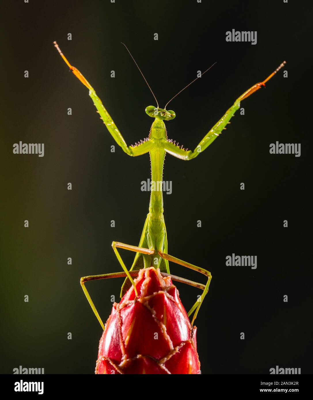 Mantis With Arms Up High Resolution Stock Photography and Images - Alamy