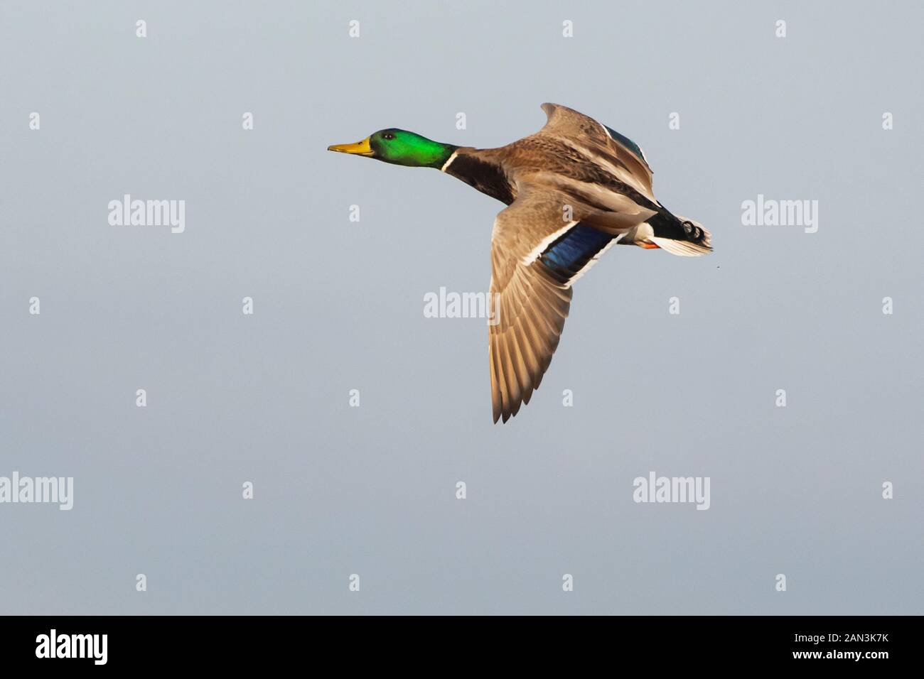 Mallard duck drake in flight Stock Photo - Alamy